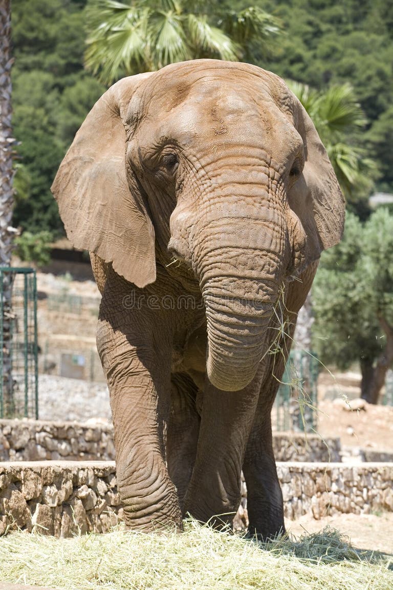 633 Elephant Memory Stock Photos - Free & Royalty-Free Stock Photos ...