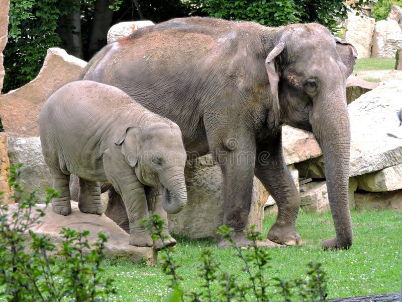 Elephant. stock image. Image of trunk, force, elephant - 41237325