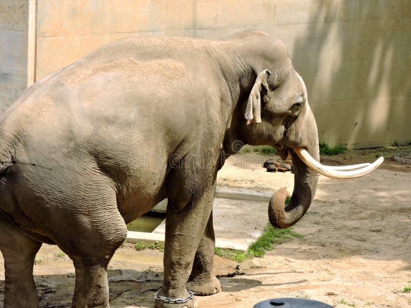 Elephant. stock photo. Image of elephant, tusks, freedom - 41237344