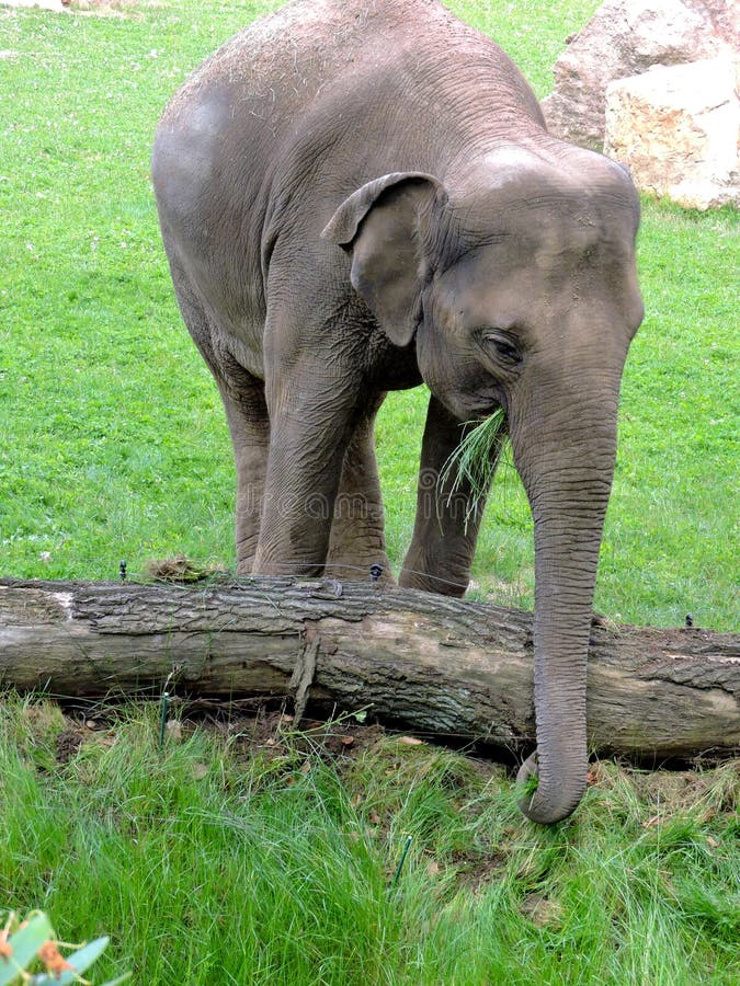 Elephant. stock image. Image of absolute, forest, nature - 41237391