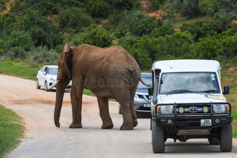 Elephant at the Addo Elephant National Park in South Africa Editorial ...