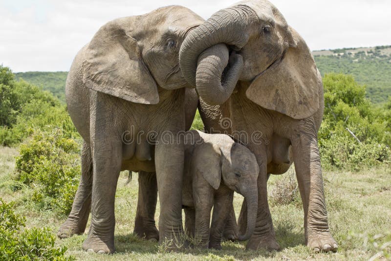 Elephant affection stock photo. Image of huge, hole, loxodonta - 9022292
