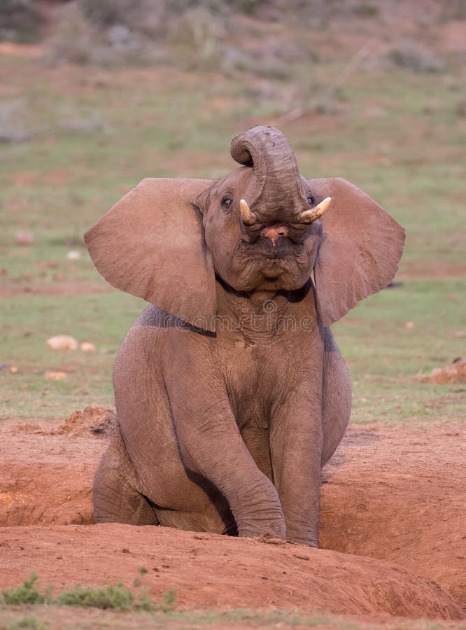 Elephant Mouth Stock Photos - Download 2,337 Royalty Free Photos