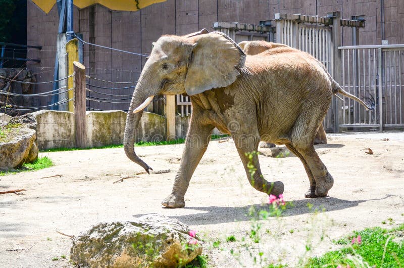 Elephant stock photo. Image of five, endangered, conservation - 74347754