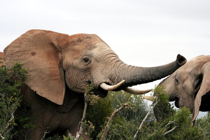Elephant Aggression stock photo. Image of trunk, animal - 4421584