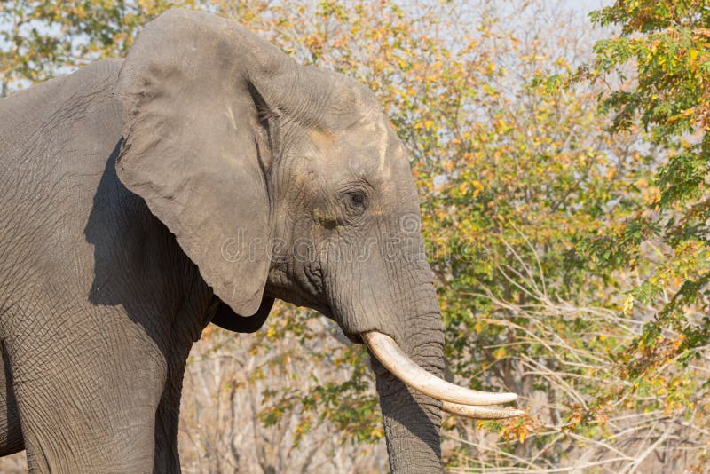 Elephant Head Side View Free Stock Photos - Free & Royalty-Free Stock ...