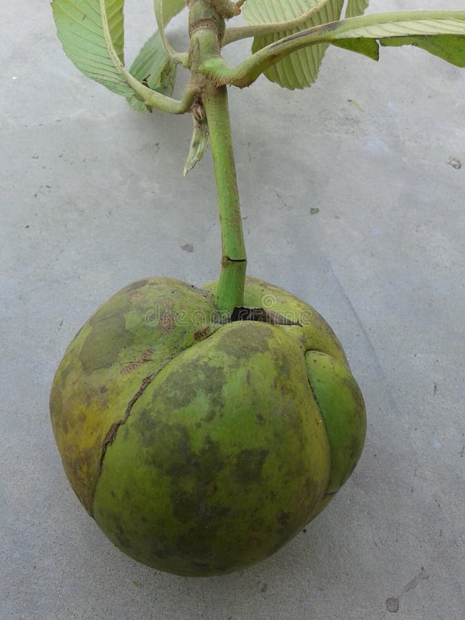 Elephant apple stock image. Image of elephant, leaf, leaves - 81320917