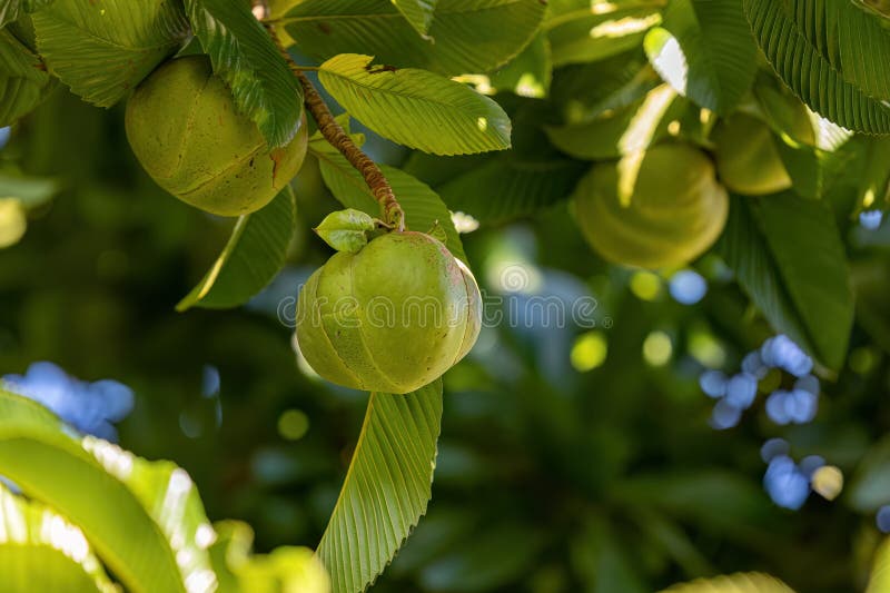 Elephant Apple Fruit Tree stock image. Image of tree - 287074047
