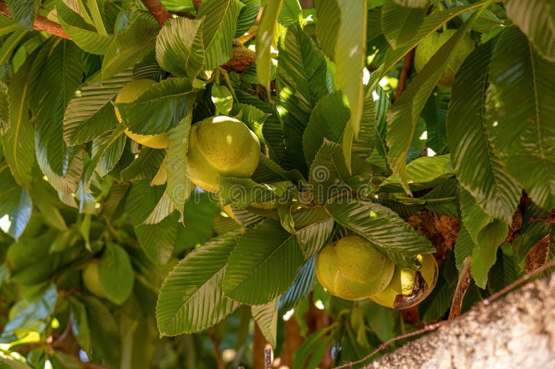 Elephant Apple Fruit Tree stock photo. Image of fruit - 287075918