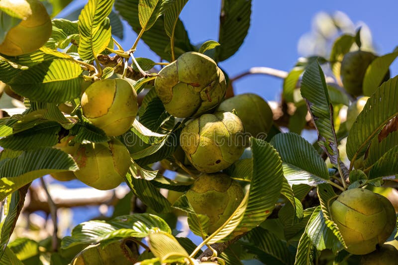 Elephant Apple Fruit Tree stock photo. Image of fruit - 287076880