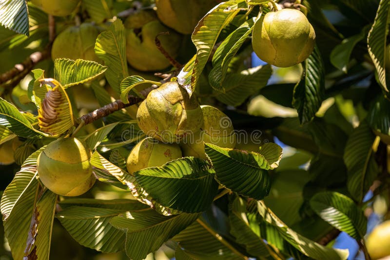Elephant Apple Fruit Tree stock image. Image of tree - 287076955