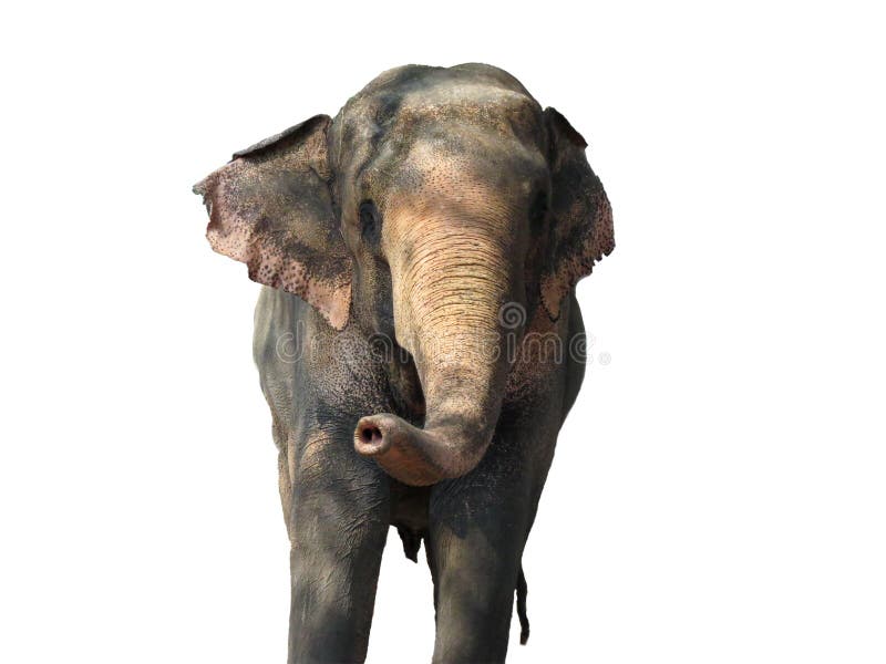 Elephant Approaching Front View on Isolated White Background Stock ...