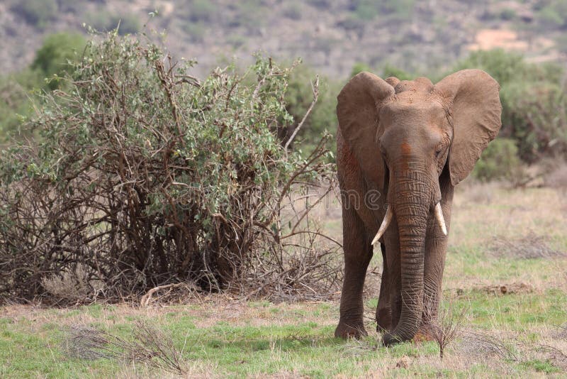 Elephant in Arica stock image. Image of solio, wildlife - 62108677