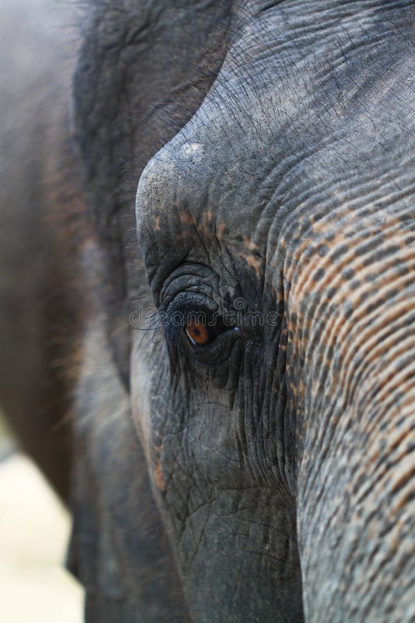 Elephant face texture stock photo. Image of animal, strong - 47280846