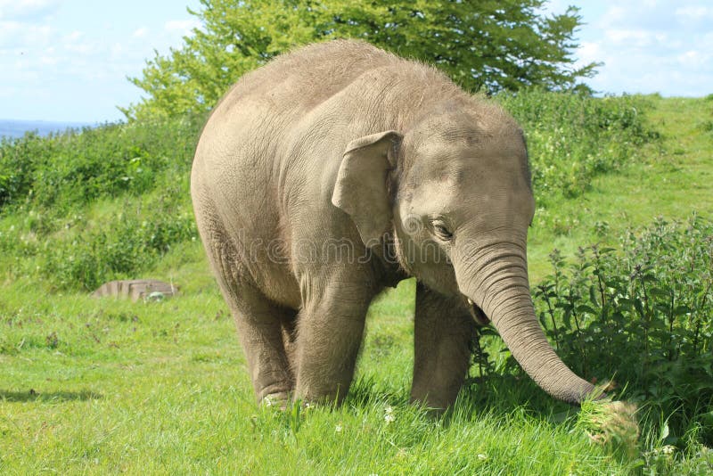 7,172 Elephant Eating Photos - Free & Royalty-Free Stock Photos from ...