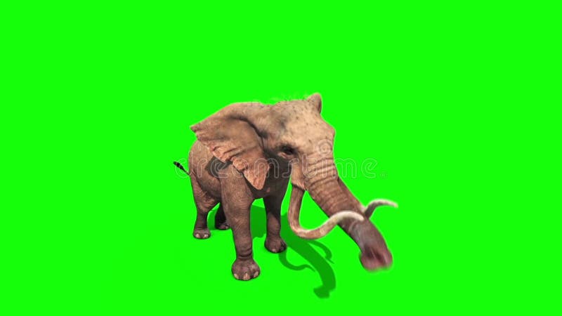 Elephant Attacks from Above Green Screen 3D Rendering Animation Stock ...