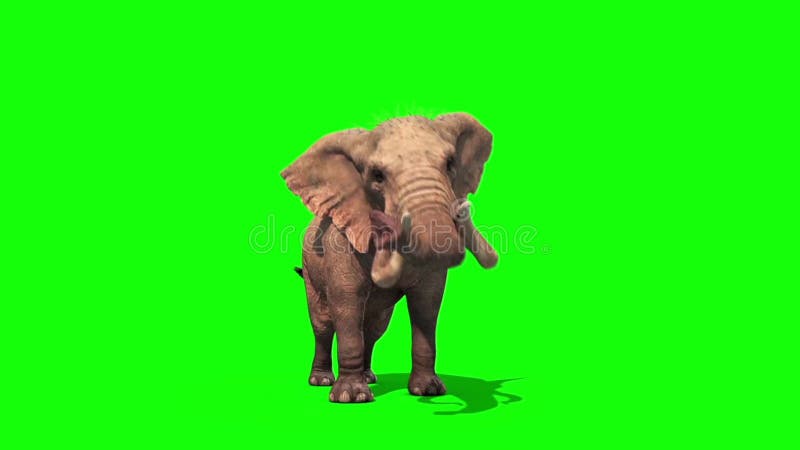 Elephant Attacks Front Green Screen 3D Rendering Animation Stock ...