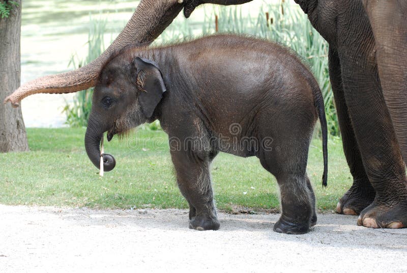 Elephant baby stock image. Image of wild, safari, child - 10865355