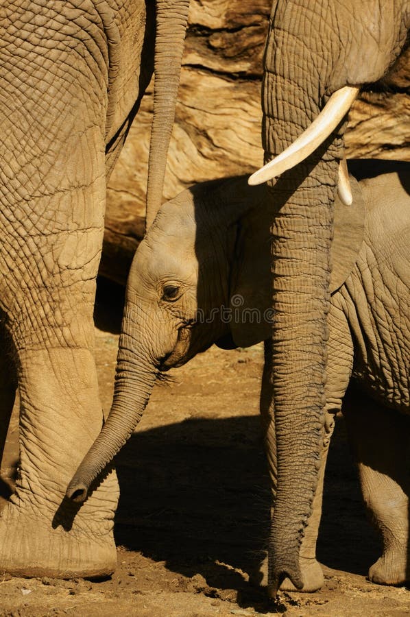 Elephant baby stock image. Image of baby, wild, white - 12018569