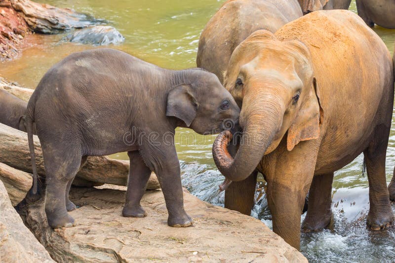 Elephant and baby elephant stock photo. Image of animal - 46843150