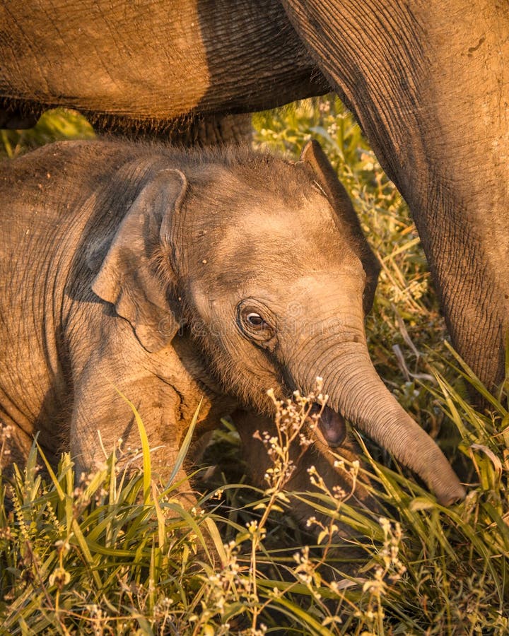 Elephant baby stock photo. Image of closeup, baby, elephant - 114636876