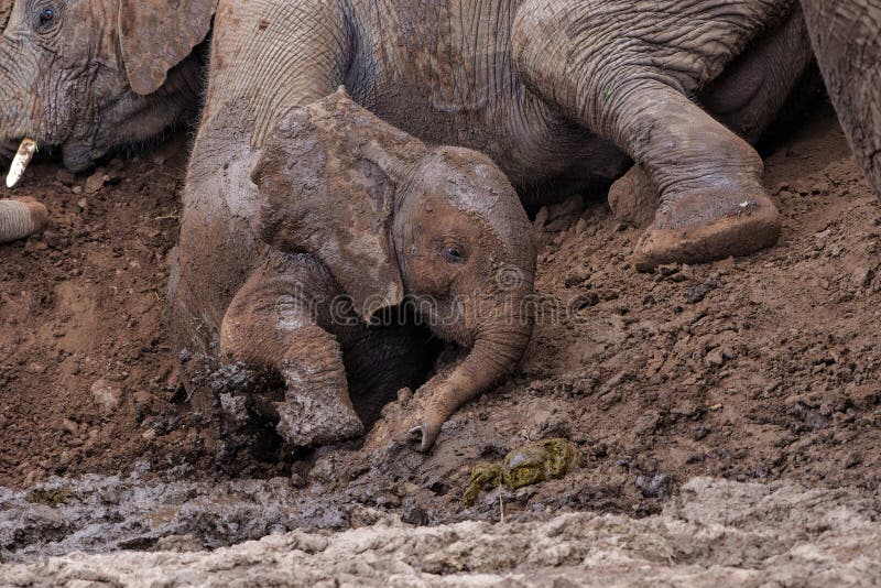 Elephant Baby in Mashatu Game Reserve Stock Image - Image of african ...