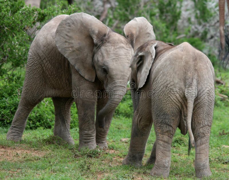 Baby elephant twins. stock photo. Image of offspring - 18153820