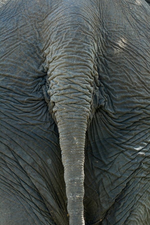 African Elephant in Black and White Stock Photo - Image of pachyderm ...