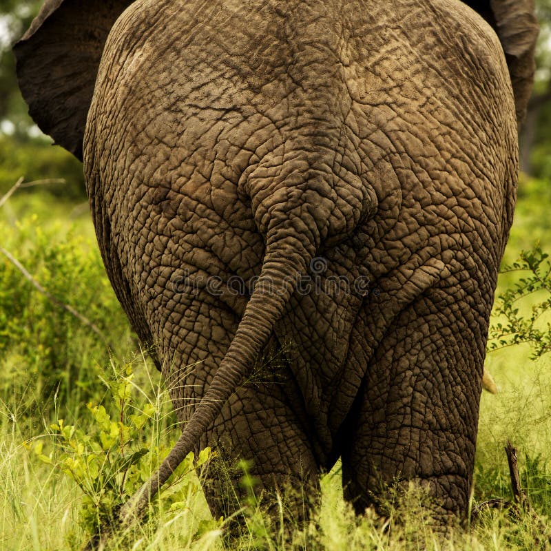 Elephant from the back stock photo. Image of large, legs - 8443598
