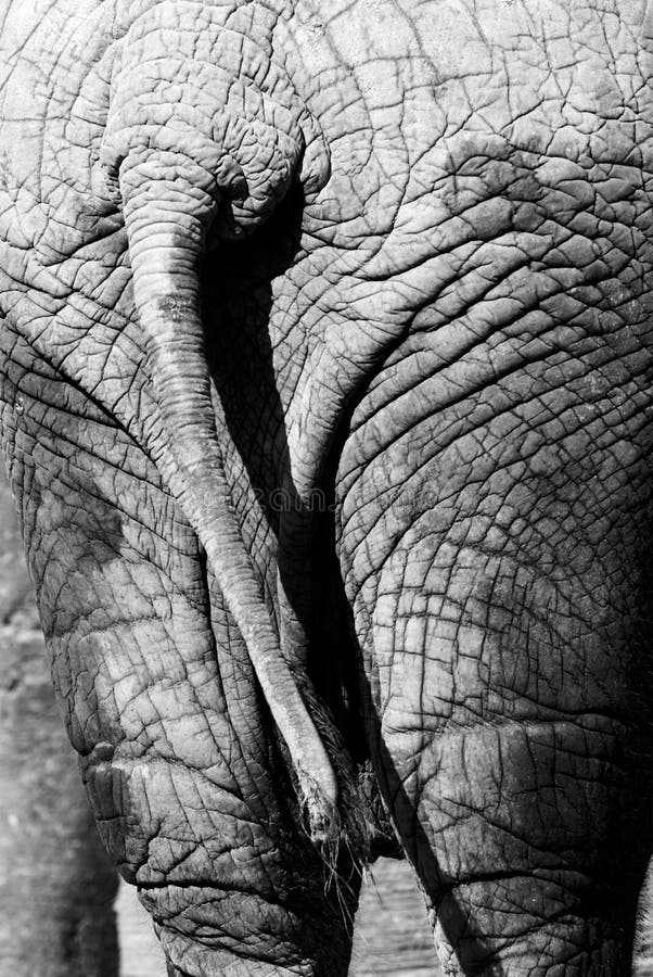 Elephant Back Detail Skin Black and White Stock Photo - Image of grey ...