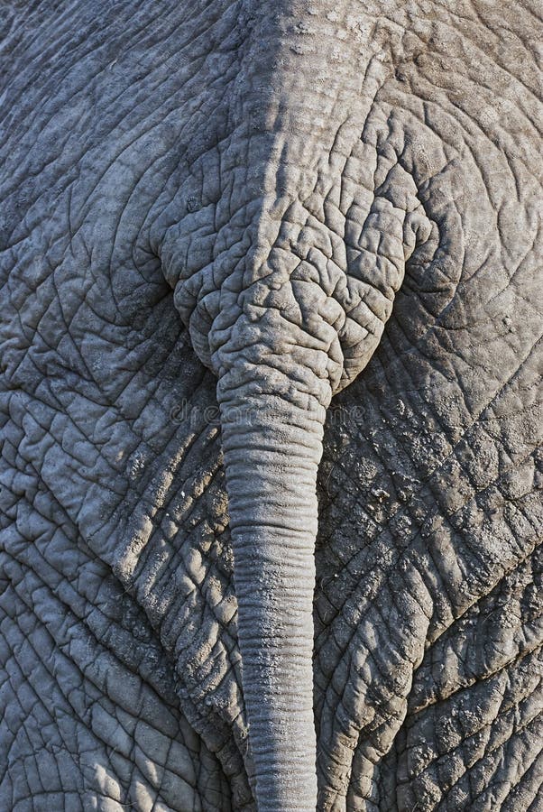 Elephant back stock image. Image of mammal, close, elephants - 47448739