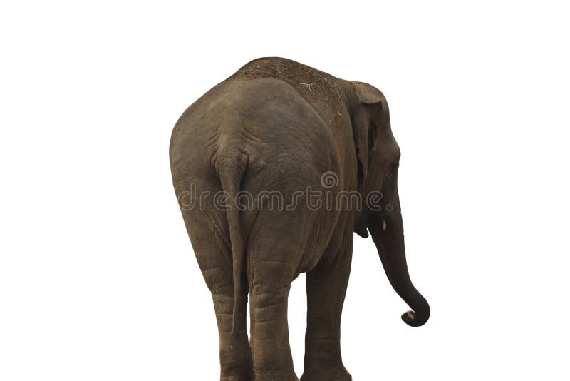 Elephant Back View on White Background Stock Image - Image of gray ...