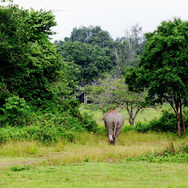 Sparse Forest in Torres Del Paine National Park Stock Image - Image of ...