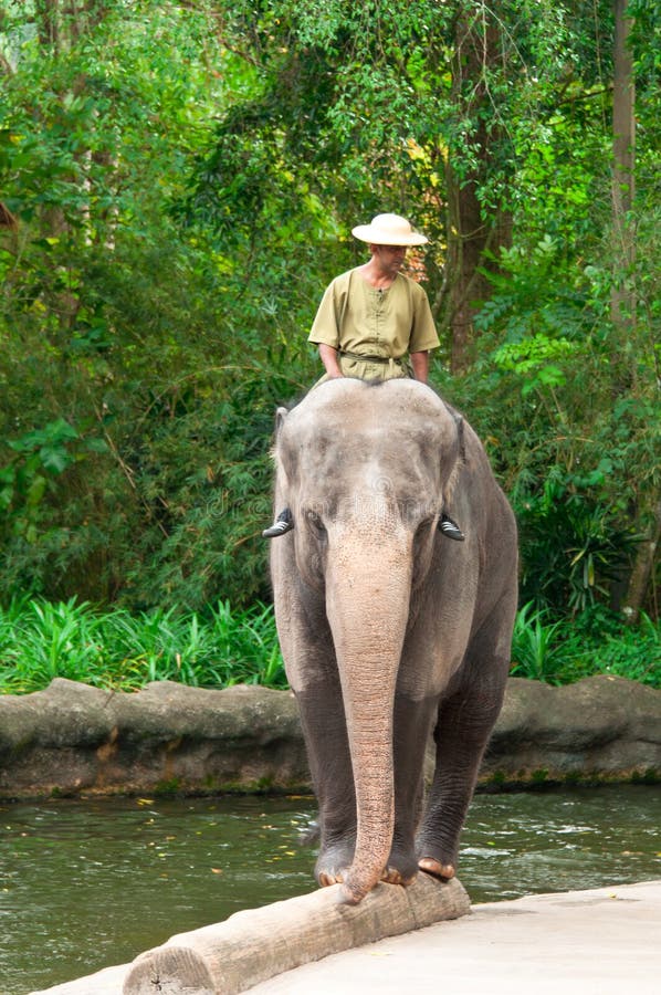Elephant Balancing on Log editorial stock image. Image of balancing ...