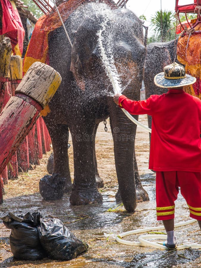 Elephant cleaning editorial stock photo. Image of animal - 19961468
