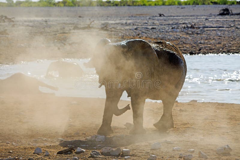 Elephant Bath Time Partly Shrouded in Dust Stock Image - Image of ...