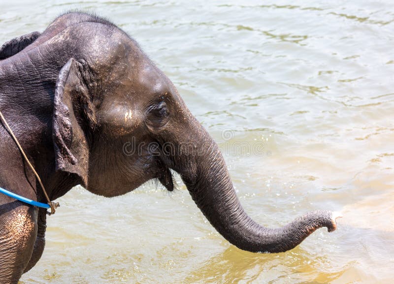 An Elephant Bathes in the River. Close-up Stock Image - Image of safari ...