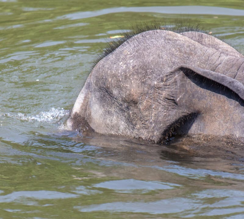 An Elephant Bathes in the River. Close-up Stock Image - Image of travel ...