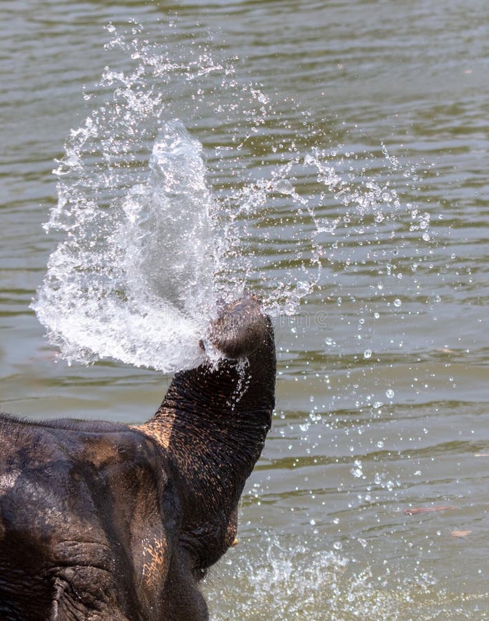 An Elephant Bathes in the River. Close-up Stock Image - Image of ...