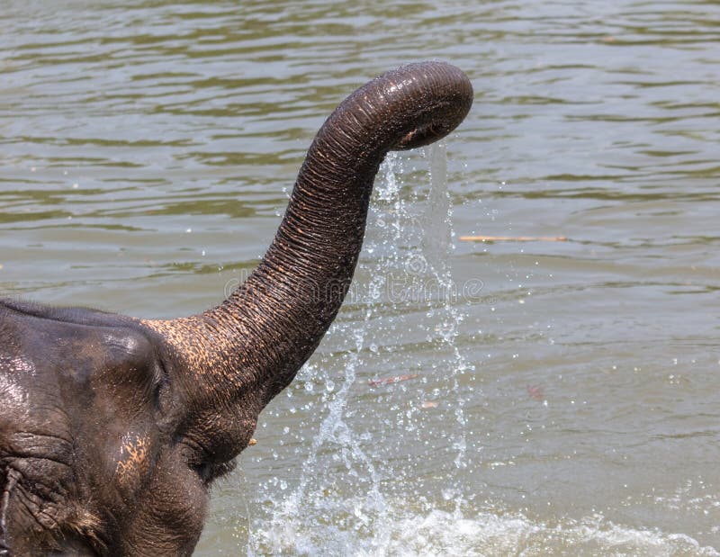 An Elephant Bathes in the River. Close-up Stock Image - Image of ...