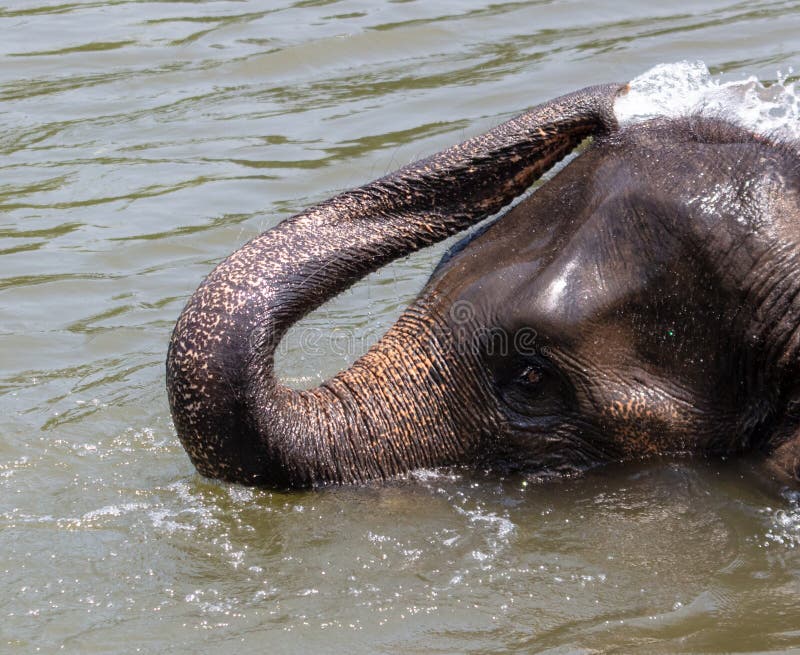 An Elephant Bathes in the River. Close-up Stock Photo - Image of river ...