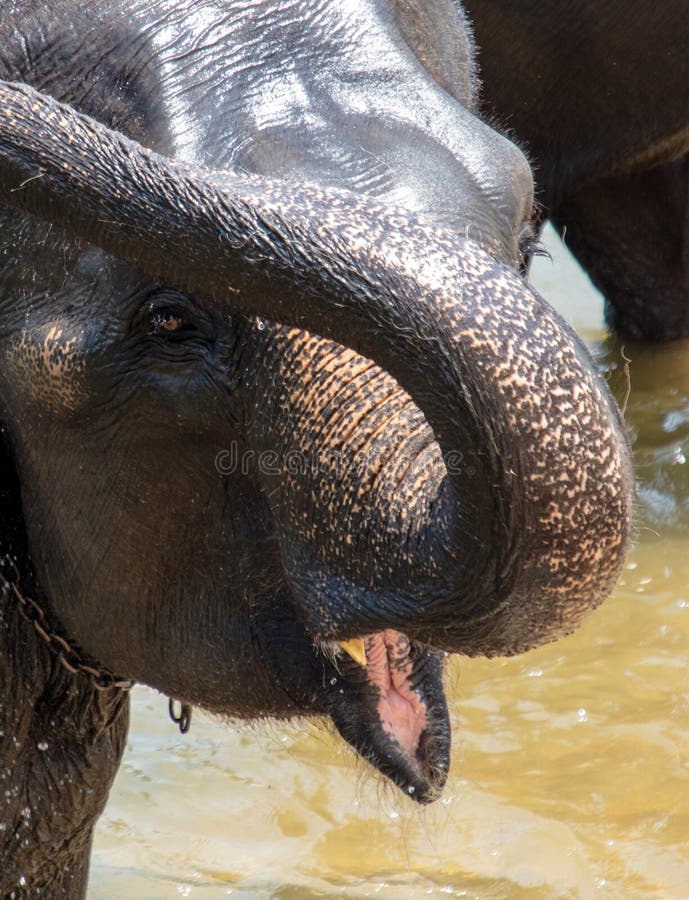 An Elephant Bathes in the River. Close-up Stock Photo - Image of ...