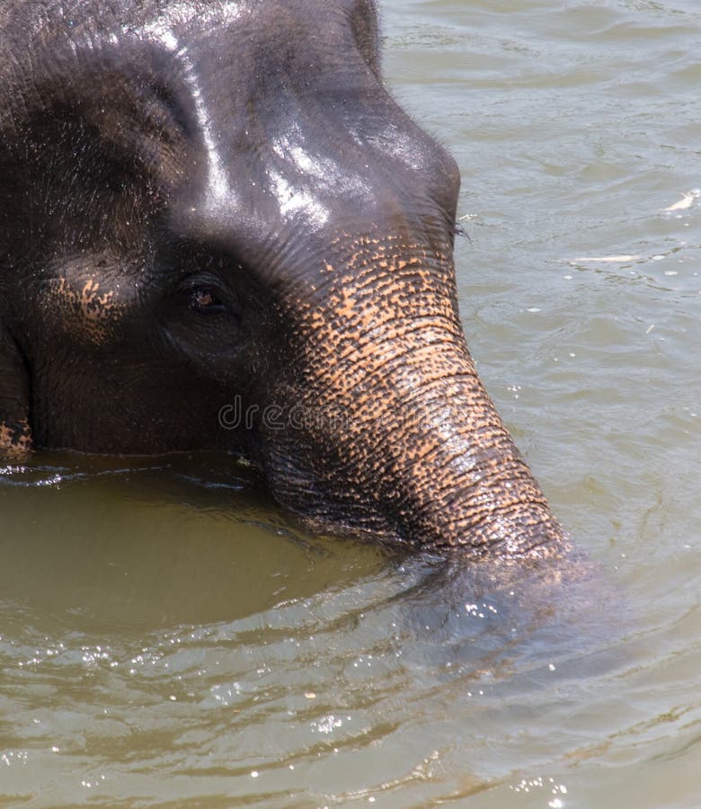 An Elephant Bathes in the River. Close-up Stock Photo - Image of trunk ...