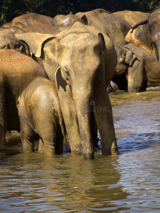 Elephant Bathing at the Orphanage Stock Photo - Image of bathing ...