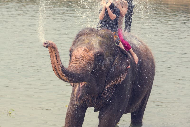Elephant bathing stock photo. Image of elephant, head - 70536018
