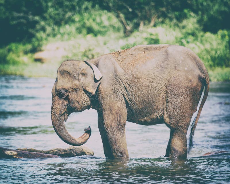 Elephant Bathing in a River Stock Image - Image of environment, animal ...