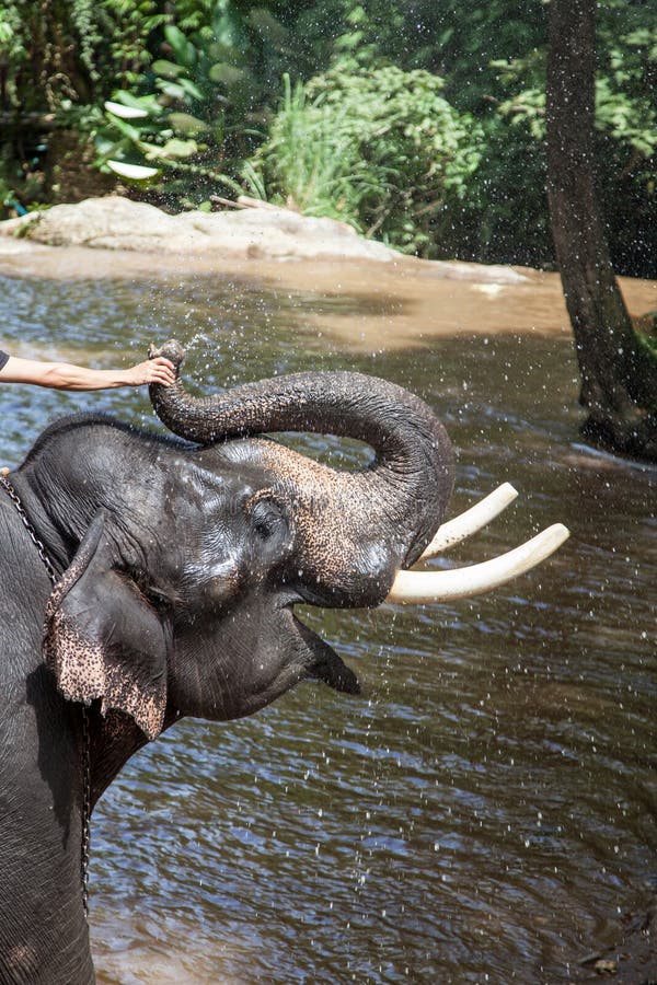 Elephant Bathing in the River Stock Image - Image of ears, people: 60062421