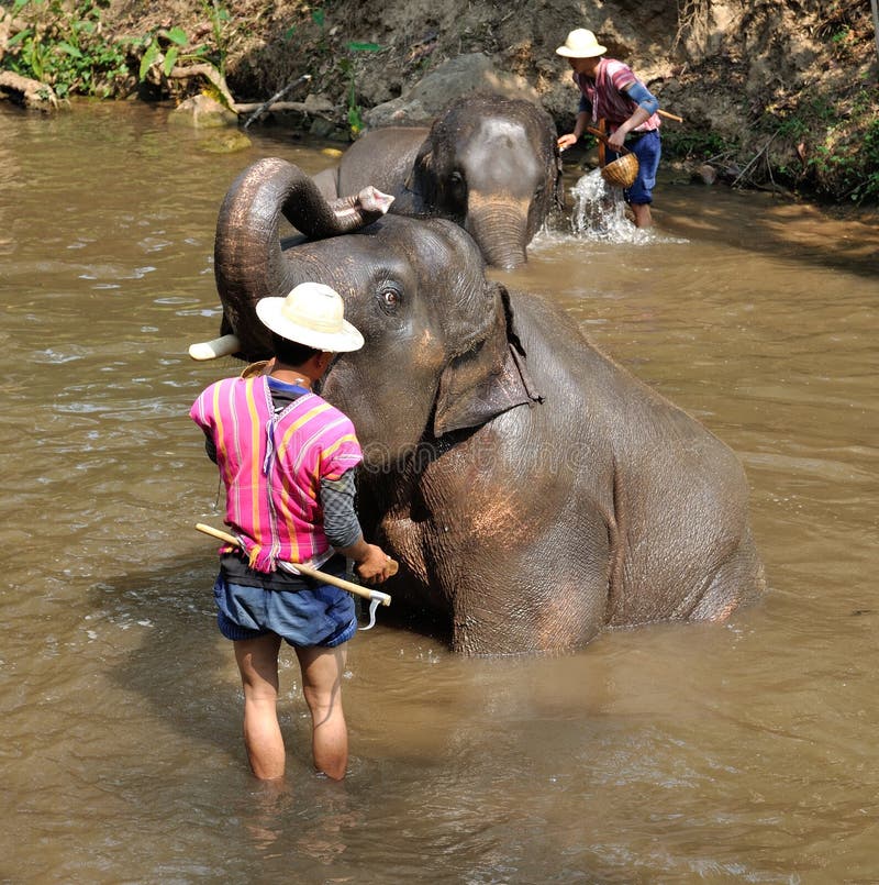 Elephant bathing editorial image. Image of giant, baby - 43394875