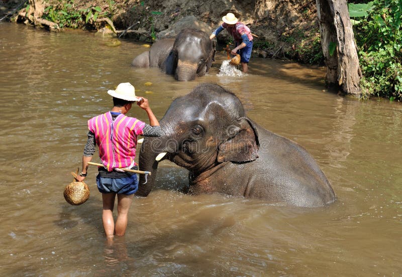 Elephant bathing editorial stock image. Image of friendship - 43394879