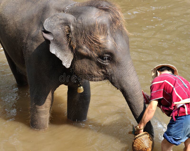 Elephant bathing editorial photo. Image of amazing, chiang - 43394971
